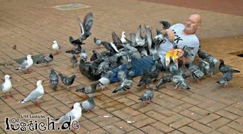 Überfall der Tauben Bild - lustich.de